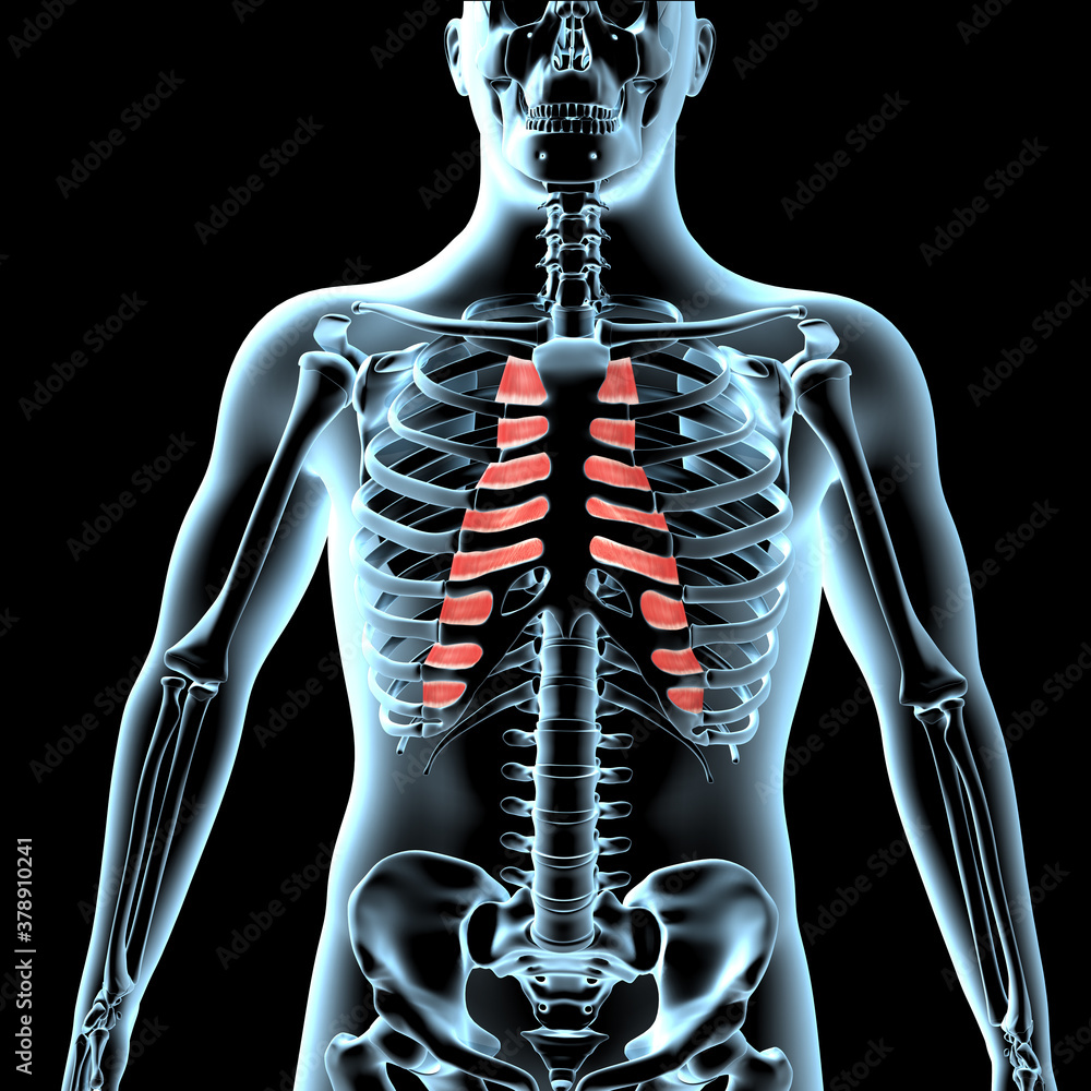 3d Illustration of the Internal Intercostal Muscles Anatomical Position ...