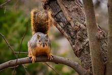Fox Squirrel On Tree Close-up Free Stock Photo - Public Domain Pictures