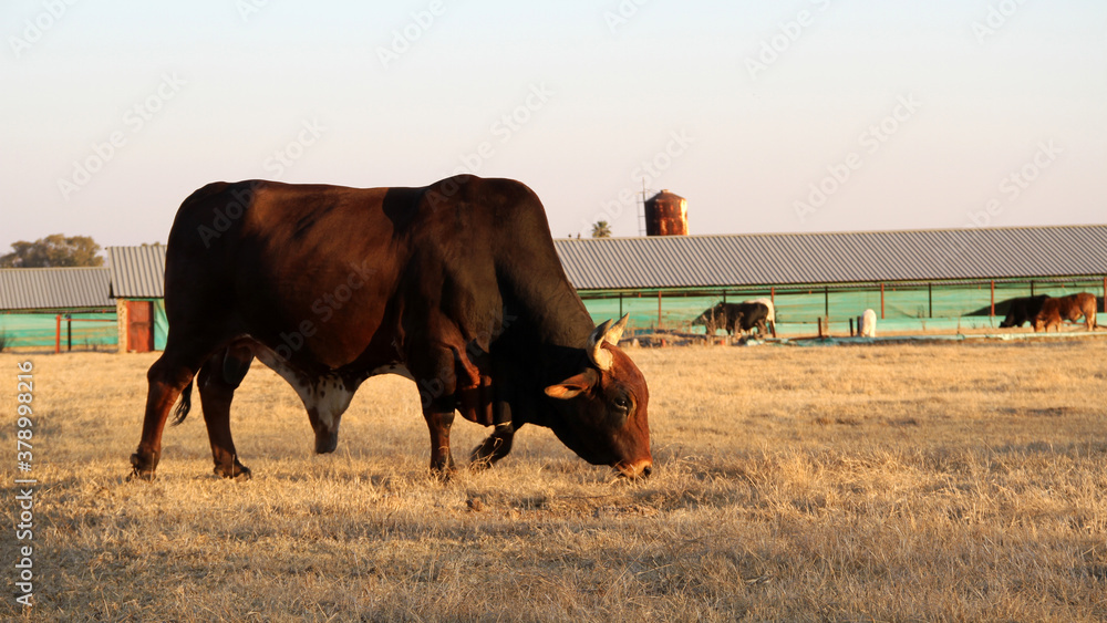 Photo Stock Africander cattle (also known as Afrikaner), were developed ...