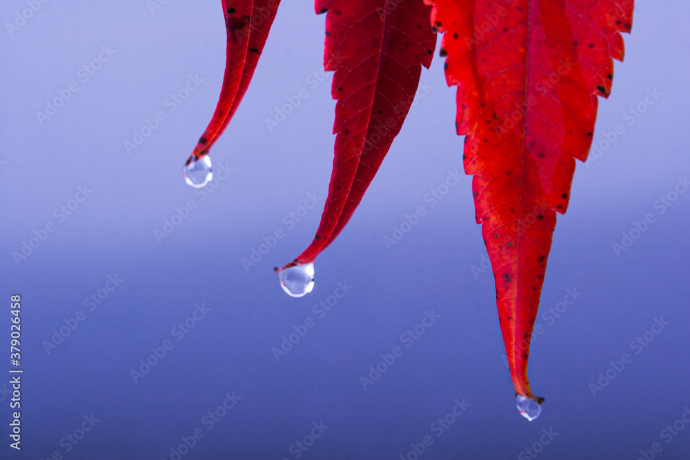 Water drops falling from autumn leaves on the blue background. Scale ...