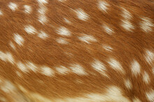 Deer Fur Free Stock Photo - Public Domain Pictures