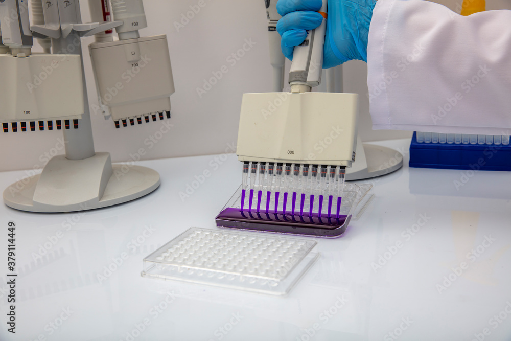 Multi channel pipette loading biological samples in microplate for test ...