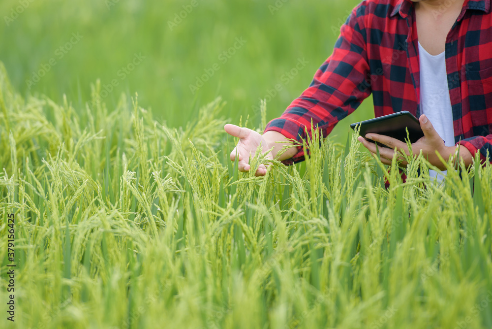 Asian male rice farmers are watching rice fields and green rice plants ...
