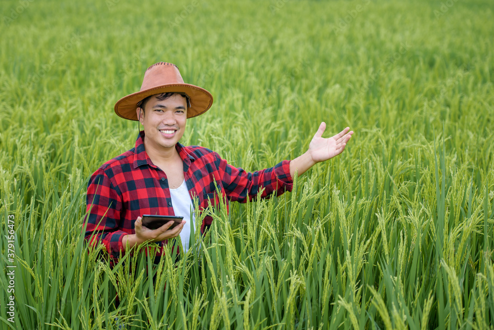 Asian male rice farmers are watching rice fields and green rice plants ...