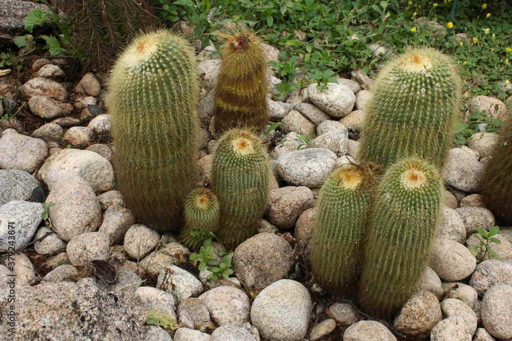 Houseplant cactus. View of Parodia leninghausii cactus, also known as ...