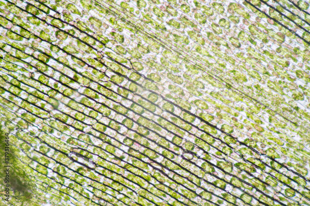 Cell structure Hydrilla, view of the leaf surface showing plant cells ...