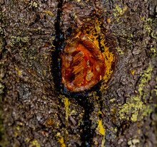 Amber Colored Sap Running From Bark Free Stock Photo - Public Domain ...