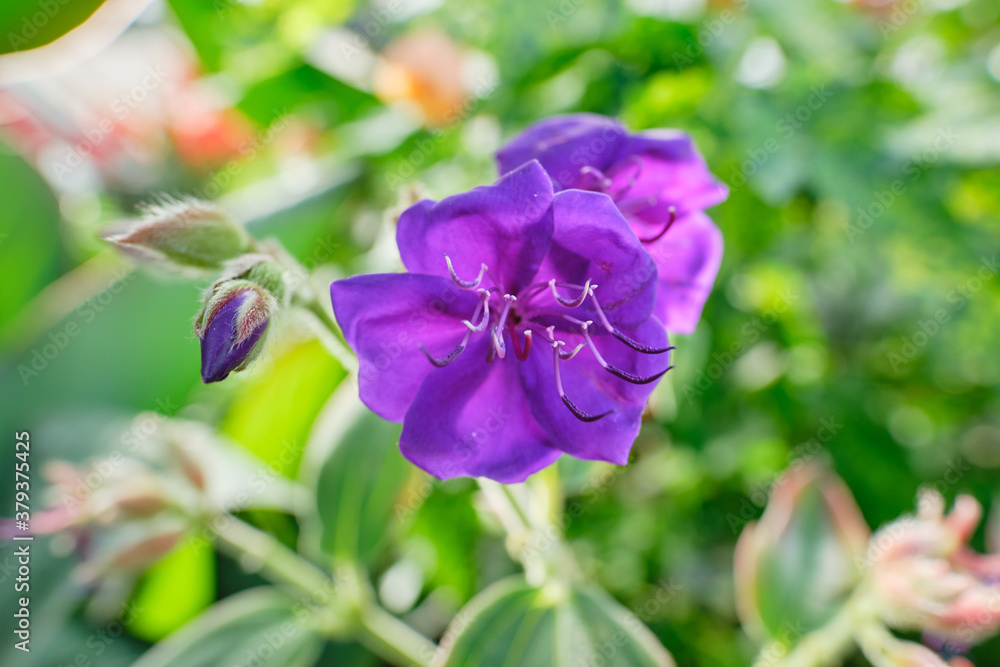 Tibouchina urvilleana, a species of flowering plant in the family ...