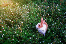 Easter Spring Rabbit Squirrel Free Stock Photo - Public Domain Pictures