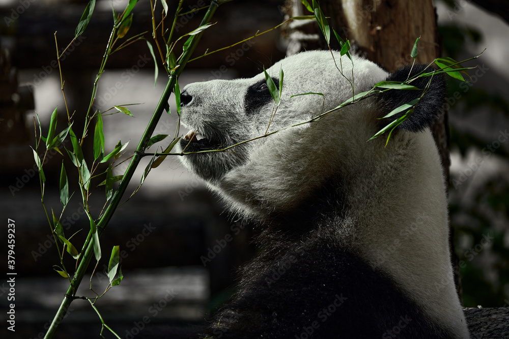 Cute Panda eating bamboo stems at zoo. Giant Panda eats the green ...