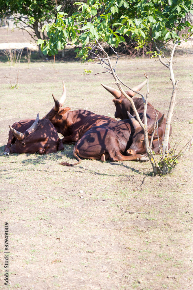 Photo Stock Herd of African cattle Watusi (Bos taurus africanus), also ...