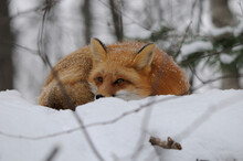 Red Fox Sleeping In Snow Free Stock Photo - Public Domain Pictures