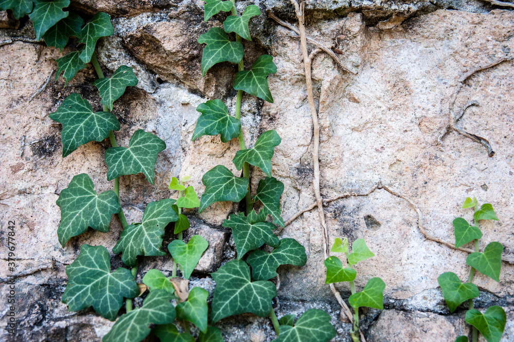 muro con pianta di edera rampicante Stock Photo | Adobe Stock