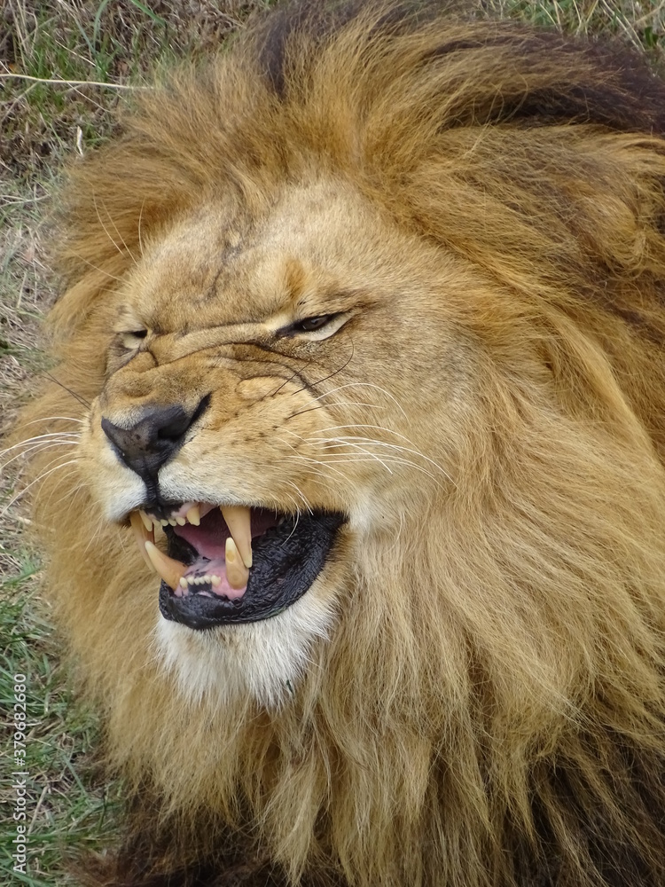 Photo Stock lion, animal, chat, crin, sauvage, faune, roi, mammifère ...