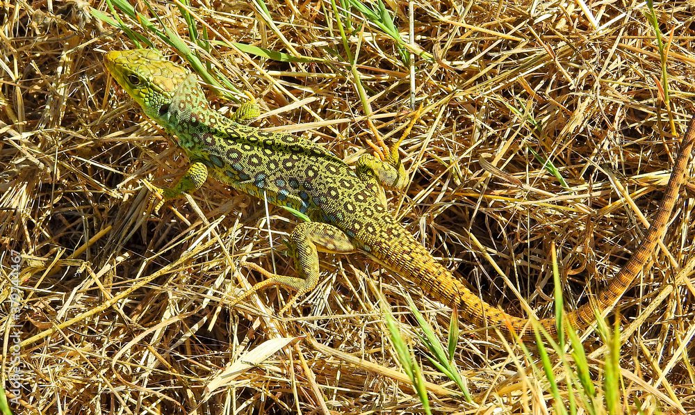 Ocellated Lizard (Timon lepidus) Stock Photo | Adobe Stock