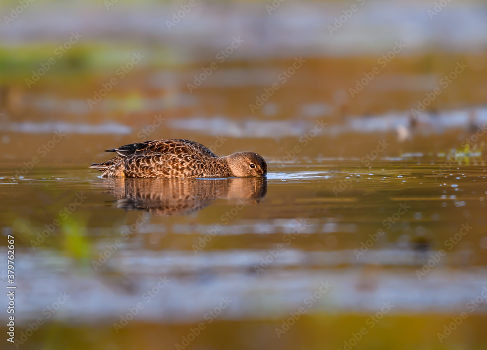 Female Blue-winged Teal Foraging on the Pond Stock Photo | Adobe Stock