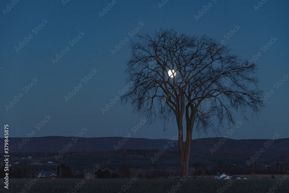 giant elm tree at night with moon Stock Photo | Adobe Stock