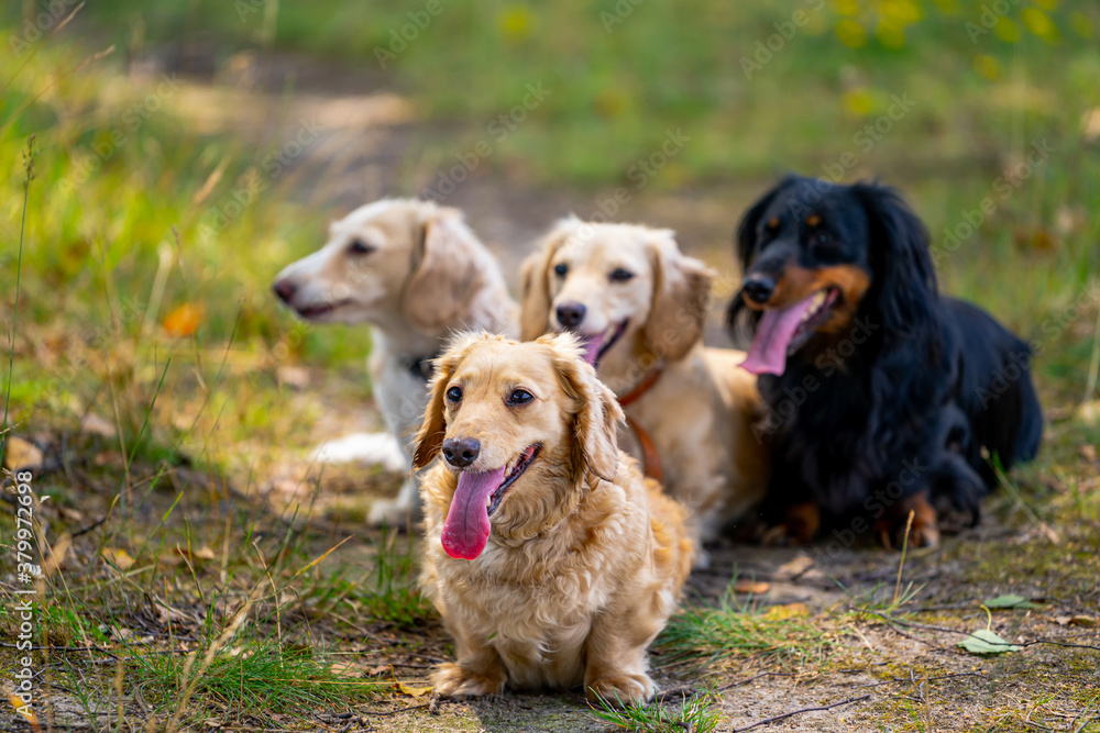 Four cute small dogs are posing on nature background. Blurred ...