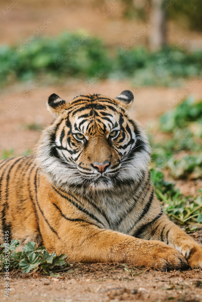 angry looking sumatran tiger laying on the ground Stock Photo | Adobe Stock