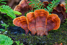 Green Turkey Tail Fungus On Log Free Stock Photo - Public Domain Pictures