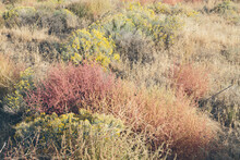 Tumbleweed Texture 1 Free Stock Photo - Public Domain Pictures