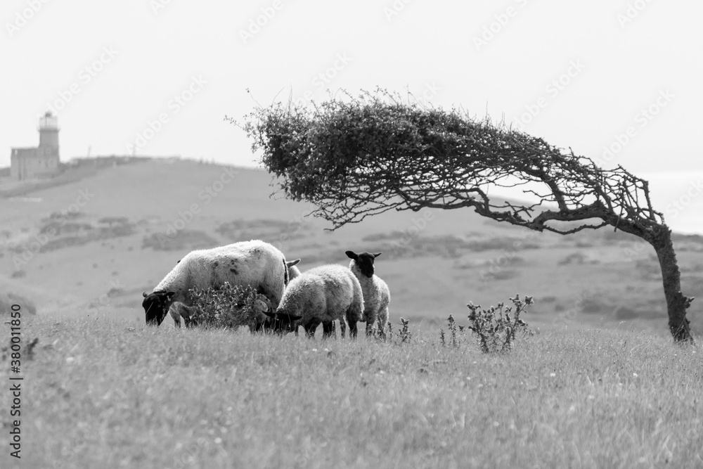 sheep grazing near tuckamore tree and lighthouse in England Stock Photo ...