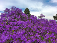 Tall Flowering Jacaranda Tree Free Stock Photo - Public Domain Pictures
