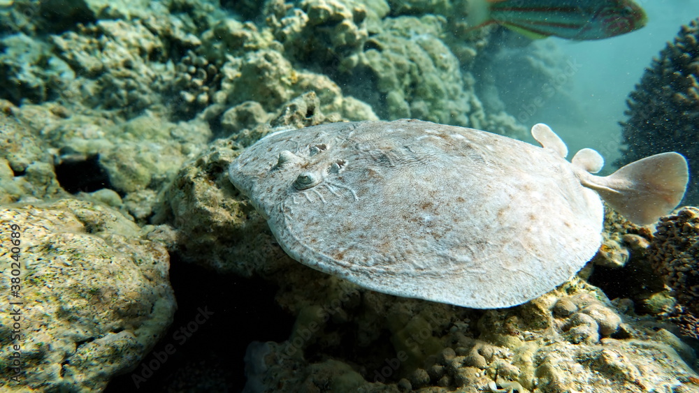 Stingrays. Leopard electric stingray. this electric ray grows up to 100 ...