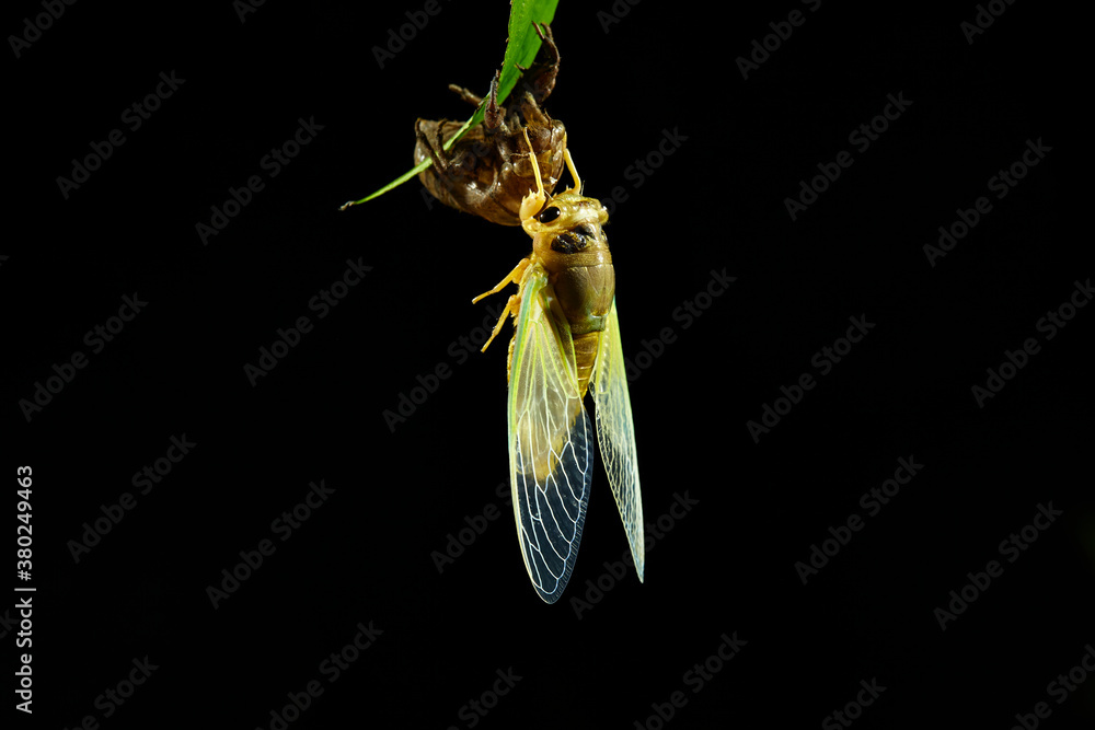 cicada molting at night Stock Photo | Adobe Stock