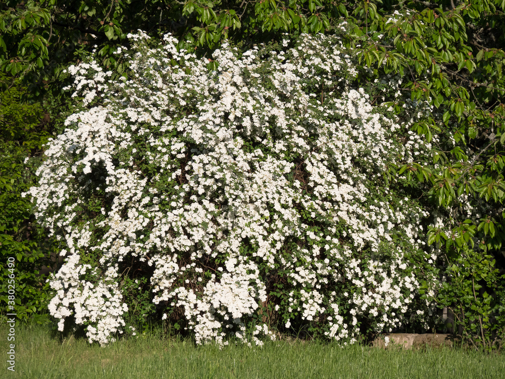 Foto Spring blooming shrub with many white flowers - Spiraea vanhouttei ...