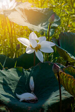 Faded Lotus Flower In Blossom, Pink Free Stock Photo - Public Domain ...