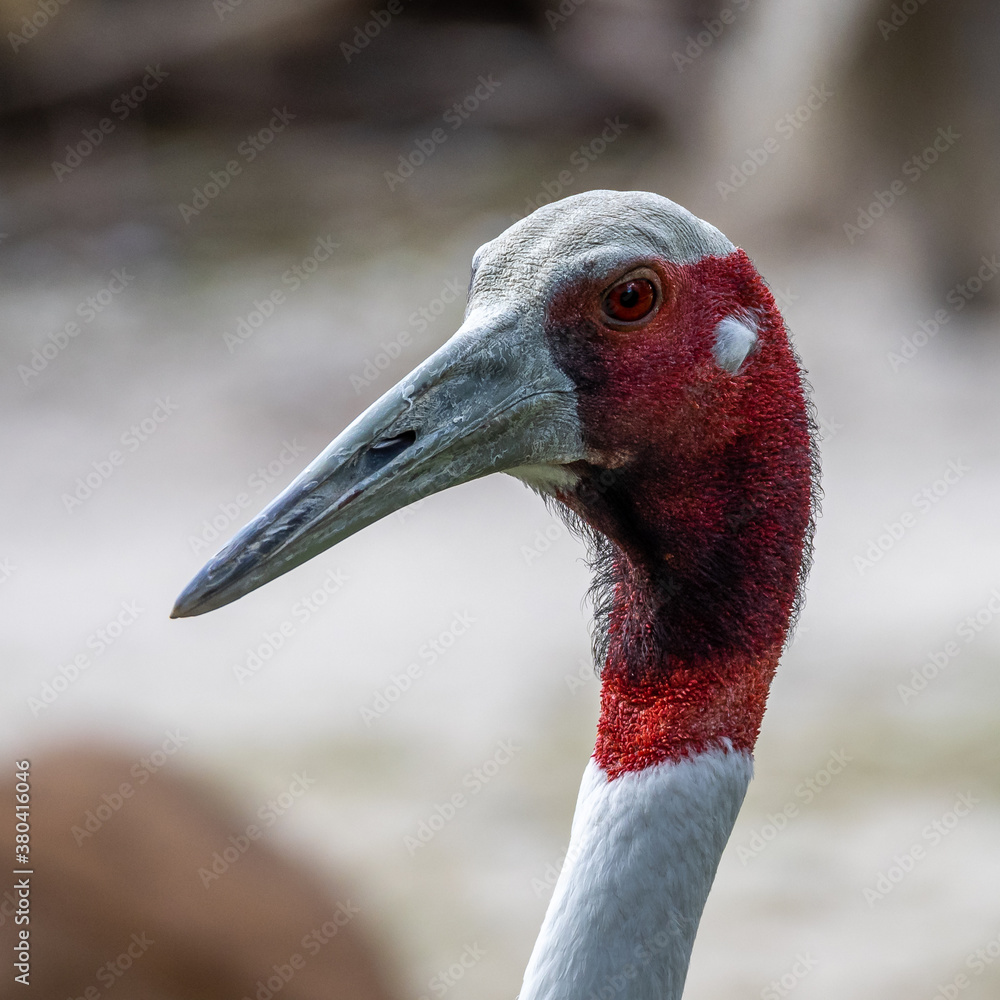 Sarus crane, Grus antigone also known as Indian sarus crane Stock Photo ...