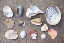 Fan Shells Free Stock Photo - Public Domain Pictures