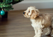 Cockapoo Christmas Free Stock Photo - Public Domain Pictures