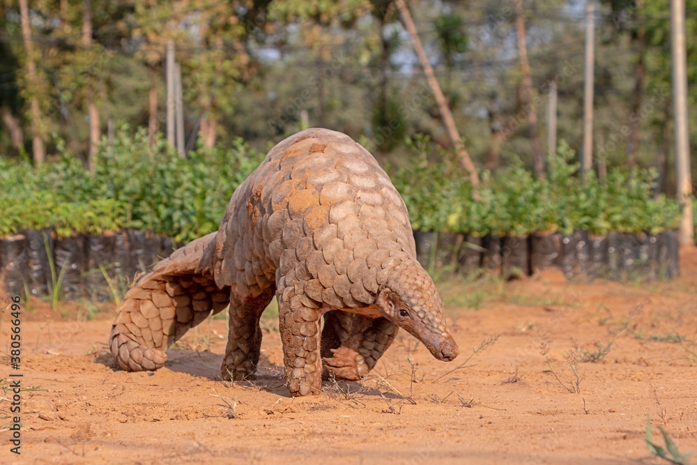 Indian Pangolin or Anteater (Manis crassicaudata) one of the most ...