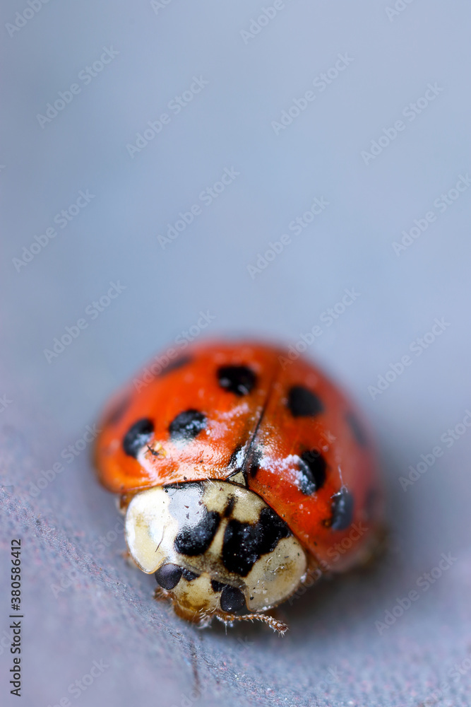 Dusty old ladybug at the end of winter Stock Photo | Adobe Stock