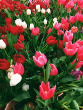 Flower Fields Collage Free Stock Photo - Public Domain Pictures