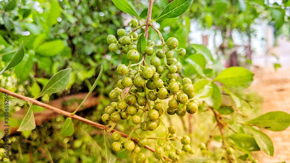 Henna (Lawsonia inermis) plant and green leaves, bunch of green ...