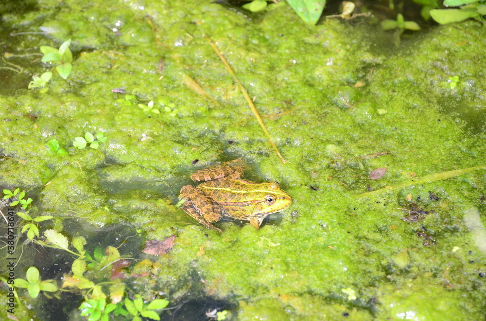 GRENOUILLE VERTE RAINETTE LOT FRANCE Stock Photo | Adobe Stock