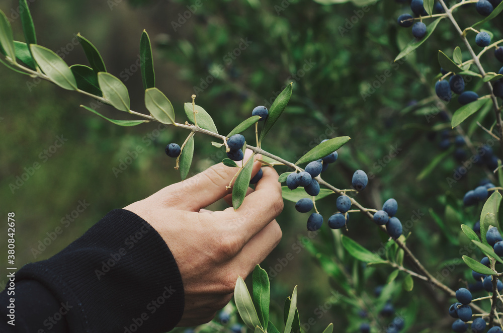 Foraging for Native Australian Olives Stock Photo | Adobe Stock