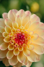 Peach And Yellow Dahlia Flower Free Stock Photo - Public Domain Pictures