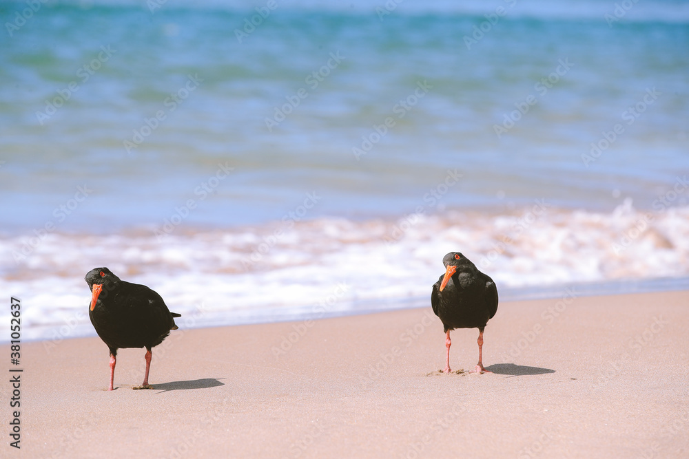 Stock-Foto „Bird on the beach, Royal Billy Point Park, Pauanui, New ...