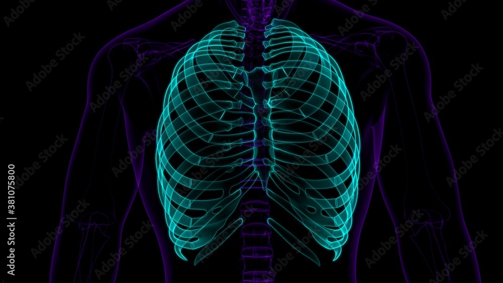Human skeleton anatomy Rib Cage 3D Rendering Stock Illustration | Adobe ...
