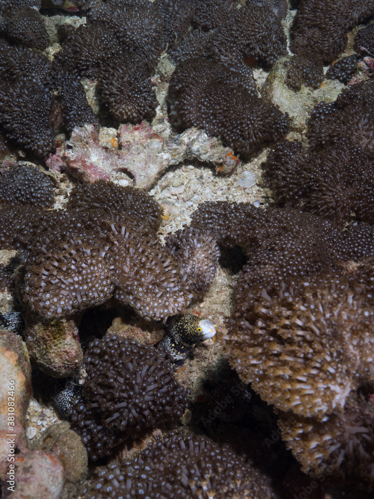 Snowflake moray lurking between star polyps (Mergui archipelago ...