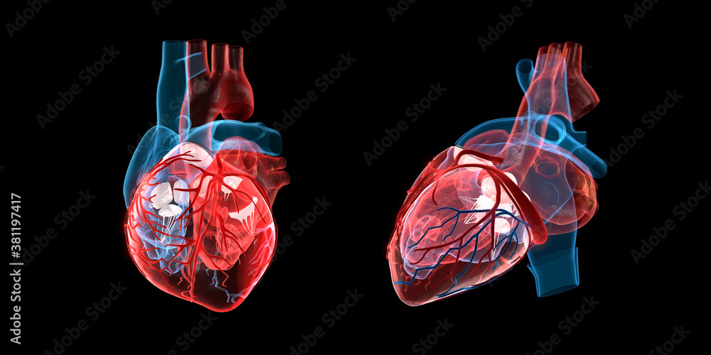Anatomy of a human heart, front and side view, 3d illustration on black ...