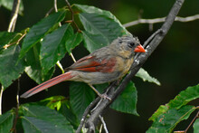 Northern Cardinal On Feeder In Fall Free Stock Photo - Public Domain ...