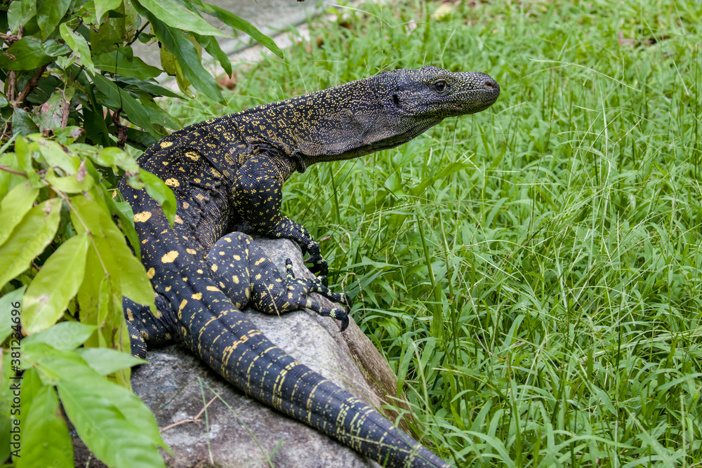Foto de Stock Salvadori's monitor (Varanus salvadorii) is one of the ...