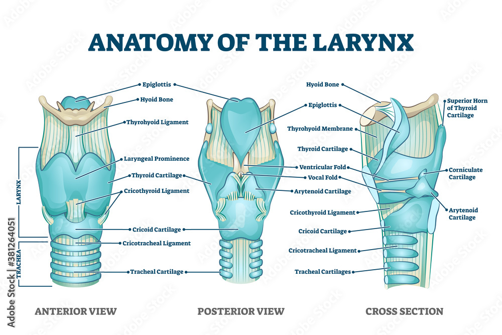 Larynx anatomy with labeled structure scheme and educational medical ...