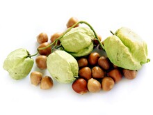 Bladdernut Leaf Tree Free Stock Photo - Public Domain Pictures