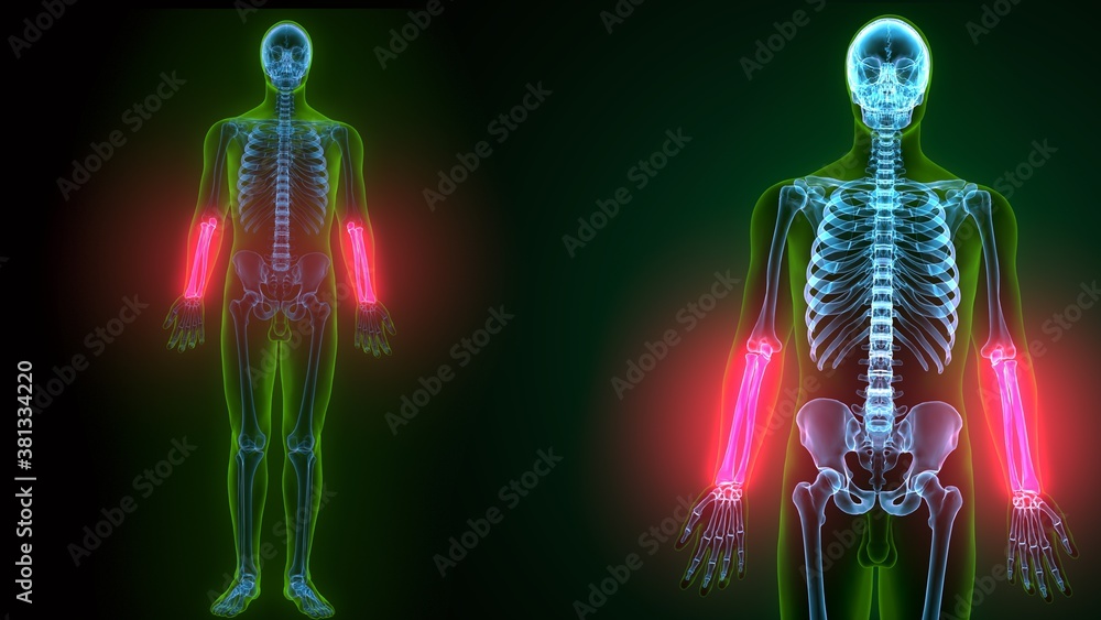 3d render of human skeleton ulna and fibula bone anatomy Stock ...